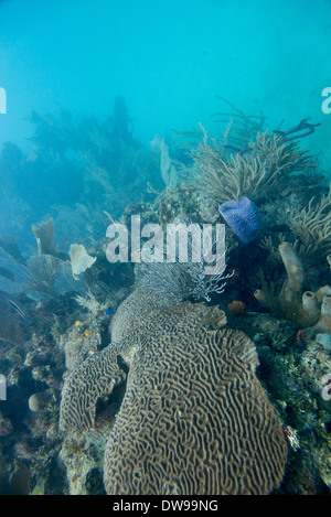 Big Rock Reef; Utila, Bay Islands, Honduras Stock Photo - Alamy