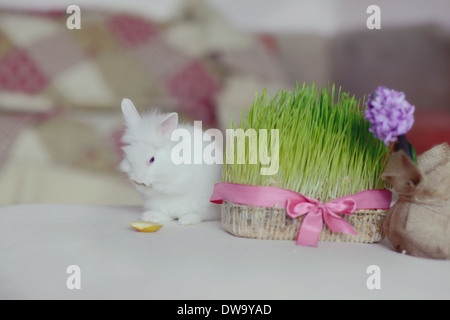 small fluffy rabbit sits near green grass and hyacinth Stock Photo - Alamy