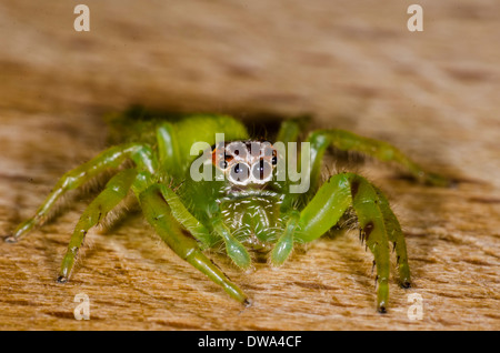 Australian jumping spider Mopsus mormon female Stock Photo - Alamy