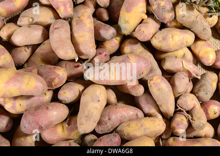 Potato Mayan Twilight Stock Photo - Alamy