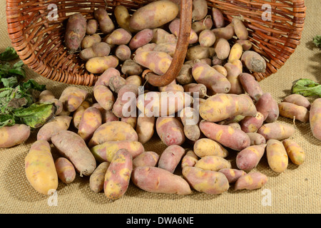Potato Mayan Twilight Stock Photo - Alamy