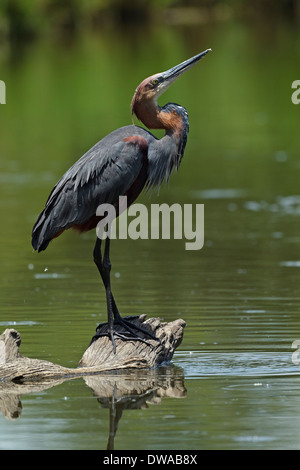 Goliath Heron (Ardea goliath) drinks and stands on a branch, Kruger ...
