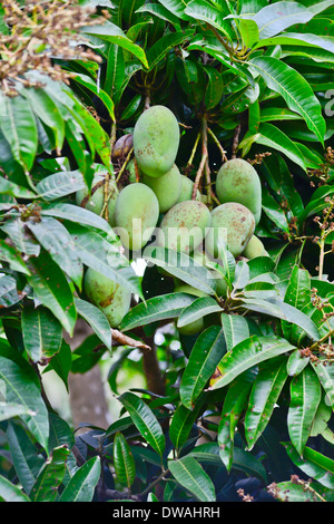 choke anan mangoes hanging on tree and mango garden background Stock ...
