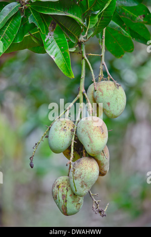choke anan mangoes hanging on tree and mango garden background Stock ...