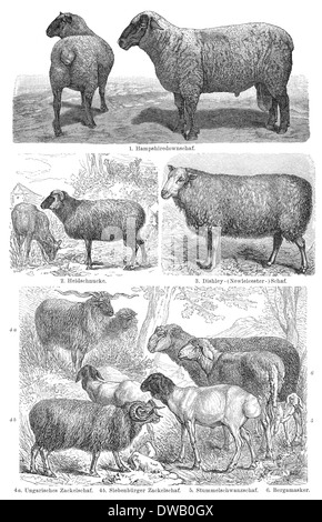 Historical illustration, 19th Century, Breeds of sheep Stock Photo - Alamy
