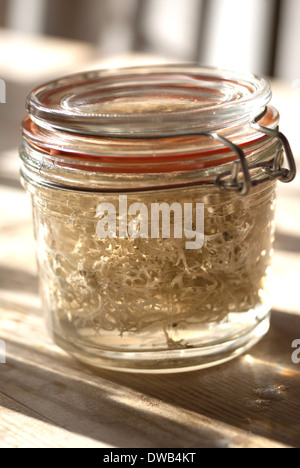 Oak moss gin / infusion Stock Photo - Alamy