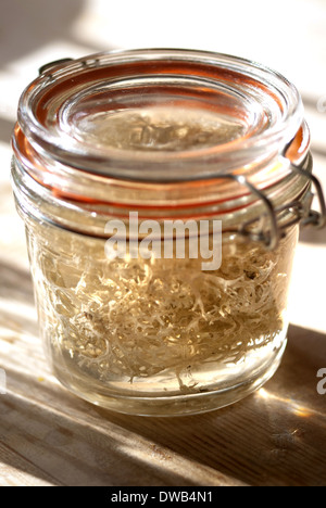 Oak moss gin / infusion Stock Photo - Alamy