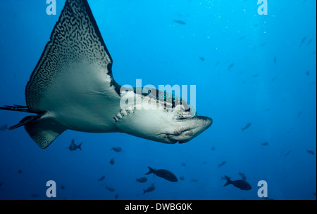 Spotted Eagle ray swim in coral reef of Caribbean Sea, Curacao Stock ...