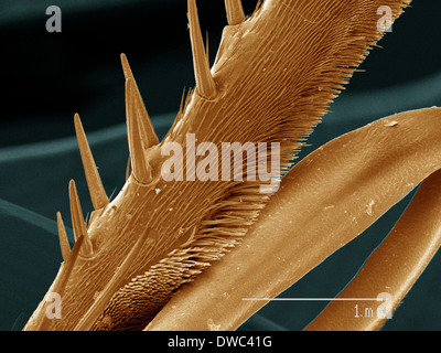 Coloured SEM of wasp wing Stock Photo - Alamy
