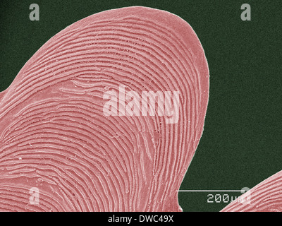 Microscopic image of fish scale Stock Photo - Alamy