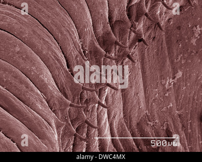 Coloured SEM of earthworm Stock Photo - Alamy