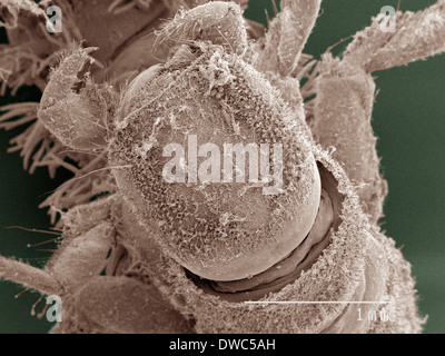 Caddisfly. Coloured scanning electron micrograph of a caddisfly (order ...
