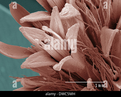 Flower, coloured scanning electron micrograph (SEM). Seen within the ...