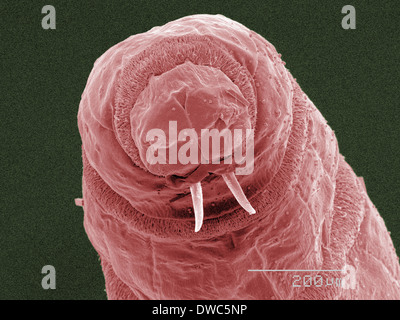 Maggot. Coloured scanning electron micrograph (SEM) of the head of a ...