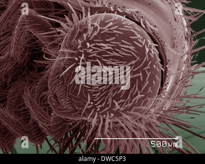 Beetle larva. Coloured scanning electron micrograph (SEM) of a beetle ...