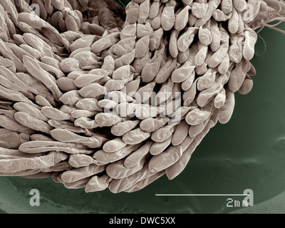 Fish gills. Coloured scanning electron micrograph (SEM) of filaments ...