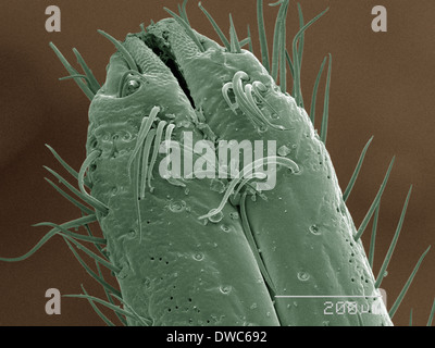Cicada. Coloured scanning electron micrograph (SEM) of the back of a ...