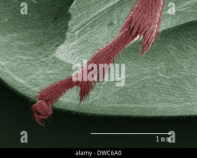 Scale insect. Coloured scanning electron micrograph (SEM) of a female ...