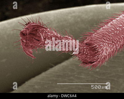 Coloured SEM of spittlebug (Cercopidae) leg Stock Photo - Alamy