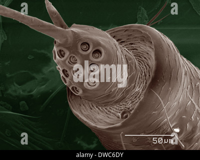 Coloured SEM of spittlebug (Cercopidae) head Stock Photo - Alamy