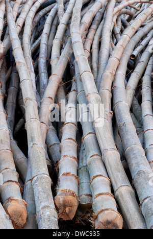 Bamboo sticks raw material for constructions of Asian Stock Photo - Alamy