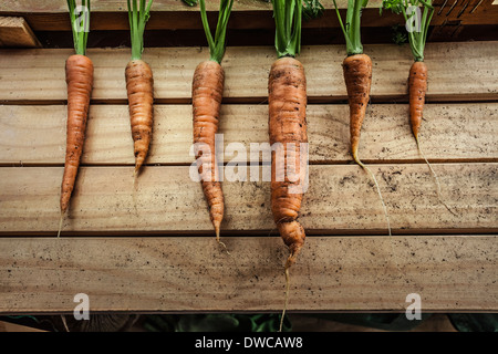Carrots growing high above the ground in a container built into a ...