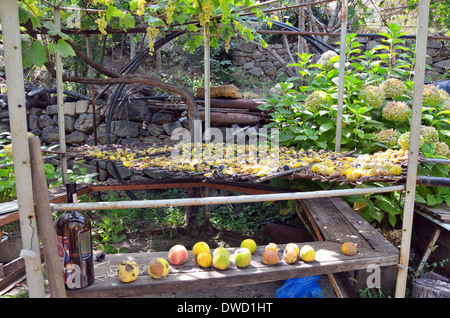 Ginger Drying in the Sun in Mattancherry Cochin India Stock Photo - Alamy