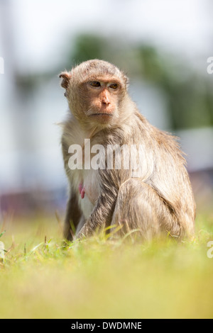 Monkeys playing around in the jungle Stock Photo - Alamy