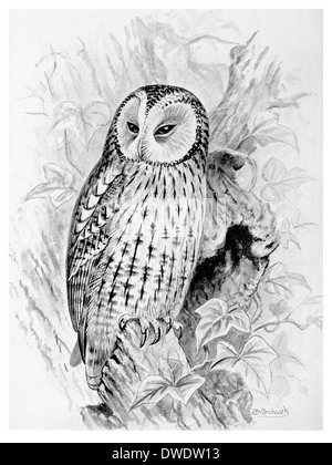 Pencil drawing of the owl claw Stock Photo - Alamy