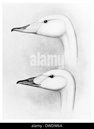 Realistic swan head Stock Photo - Alamy