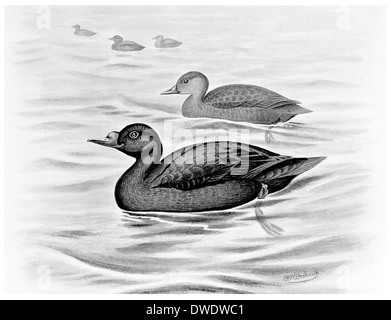BIRDS: Scoter: Common, antique print 1901 Stock Photo - Alamy