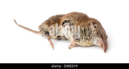 Greater white-toothed shrew (Crocidura russula), teeth, side view ...
