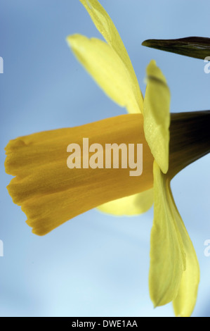 Daffodil Close Up Macro Stock Photo - Alamy