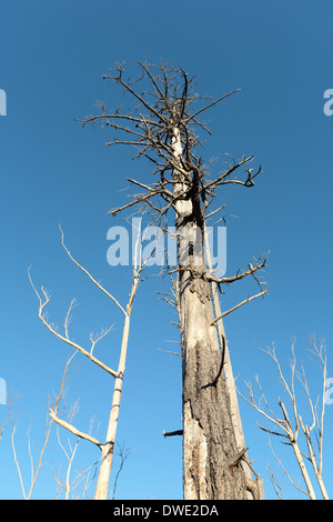 Skeleton of a pine tree Stock Photo - Alamy