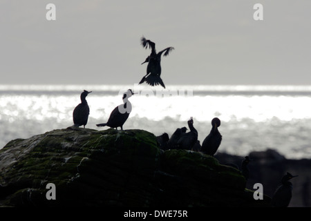 Shag (Phalacrocorax aristotelis). Scotland. U.K Stock Photo - Alamy