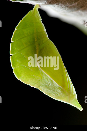 Purple Emperor Butterfly Pupae Apatura iris UK Stock Photo - Alamy