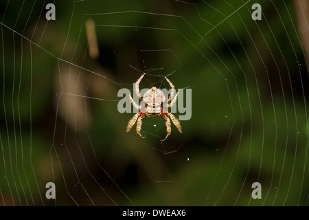 Darwin's bark spider Caerostris darwini Madagascar Stock Photo - Alamy