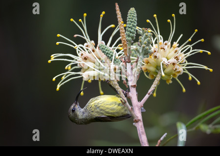 A female Souimanga Sunbird (Cinnyris sovimanga) by her nest. Madagascar ...