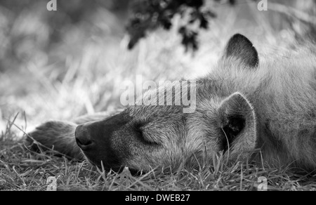 Young Hyena Siesta in Black and White Stock Photo - Alamy