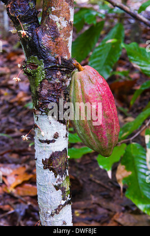 Cocoa (Theobroma cacao) fruit, Guantanamo province, Cuba Stock Photo ...