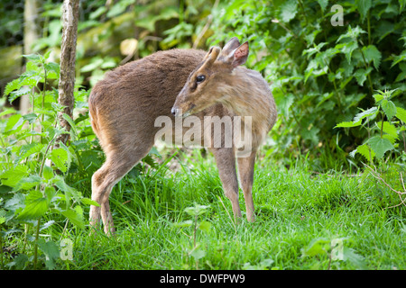 Muntjac Deer (Muntiacus reevesi). Fawn, showing dilation of pre-orbital ...