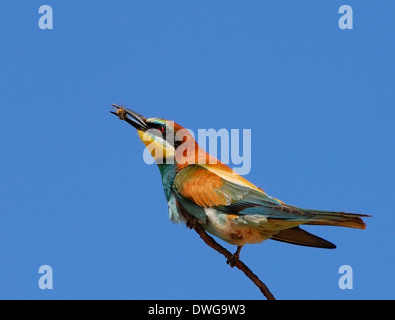 Bee-eater, mating feeding Stock Photo - Alamy