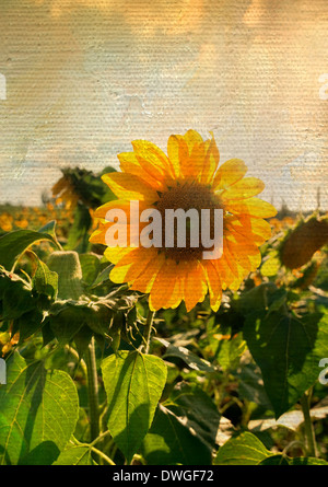 Field of sunflowers texture Stock Photo - Alamy