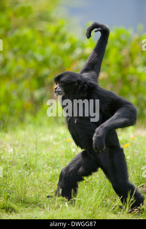 Siamang gibbon, (Siamang (Symphalangus syndactylus), captive Stock ...