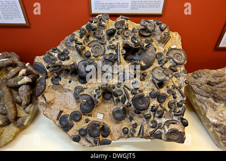 Inside thhe Kotsiomytis Natural History Museum in Lygourio village ...