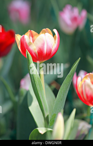 Orange color Tulips Bloom in Spring in garden Stock Photo - Alamy
