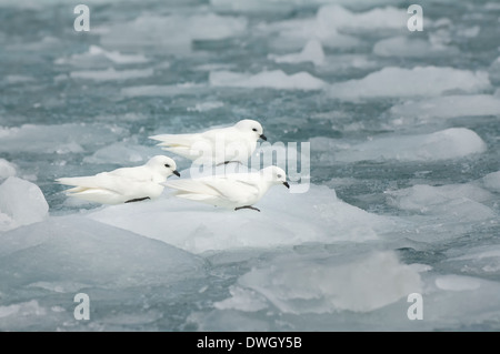 Three Snow Petrel, Pagodroma nivea fly around Icebergs off Anvers ...