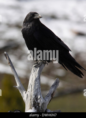 Raven on log Stock Photo - Alamy