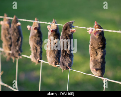 Dead Moles Hanging From Farm Gate Stock Photo - Alamy