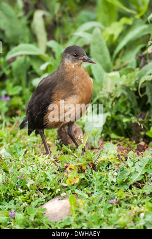 rouget's rail (Rougetius rougetii), standing on a roadside, Ethiopia ...